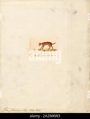 Flat headed cat - Prionailurus planiceps - reflected in peat wather ...