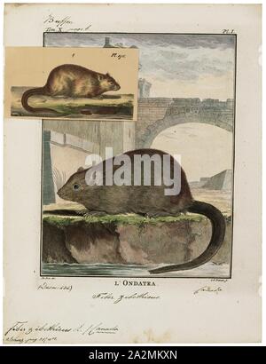 Muskrat (Ondatra zibethicus) introduced species native to North America ...