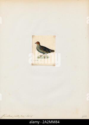 Painted Francolin, (Francolinus pictus Stock Photo - Alamy