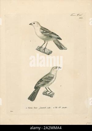 Sudan golden sparrow, Passer luteus Stock Photo - Alamy
