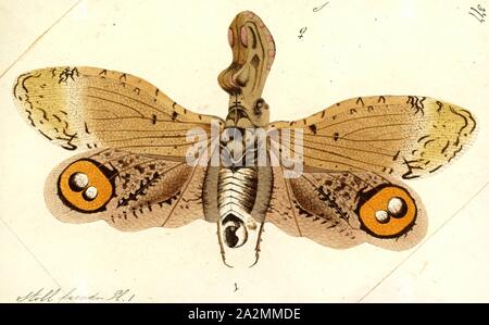 Peanut-head Bug, Alligator bug, Lanternfly (Fulgora laternaria Stock ...