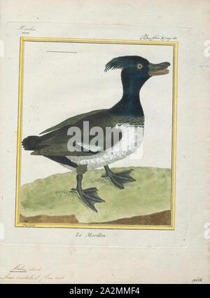 Fulix cristata, Print, 1700-1880 Stock Photo - Alamy