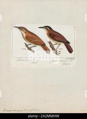 Pacific Hornero (Furnarius leucopus cinnamomeus, Furnarius cinnamomeus ...