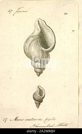 Fusus contrarius, Print, Fusus is a genus of small to large sea snails ...