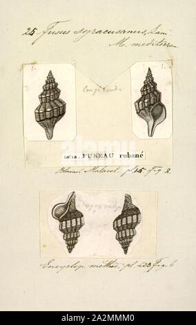 Syracusan spindle shell (Fusinus syracusanus) is a marine snail native ...