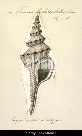 Fusus colus, Print, Fusinus colus, common name the Distaff spindle or ...