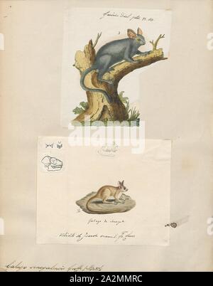 Senegal bush baby, lesser bush baby, Senegal galago (Galago ...