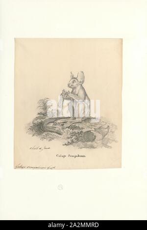 Galago senegalensis, Print, The Senegal bushbaby (Galago senegalensis ...