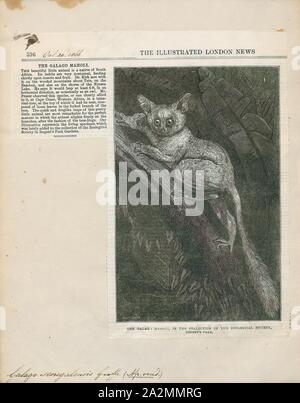 Lesser Bush Baby (Galago senegalensis) leaping Stock Photo - Alamy