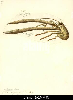 Munida rugosa – rugose squat lobster Stock Photo - Alamy