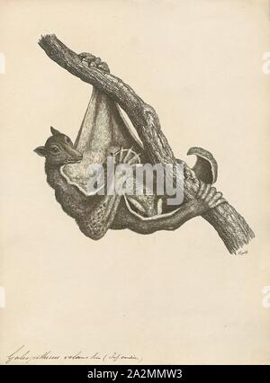 Galeopithecus volans, Print, Colugo, Colugos are arboreal gliding ...