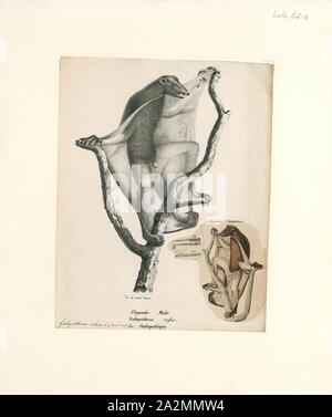 Galeopithecus volans, Print, Colugo, Colugos are arboreal gliding ...