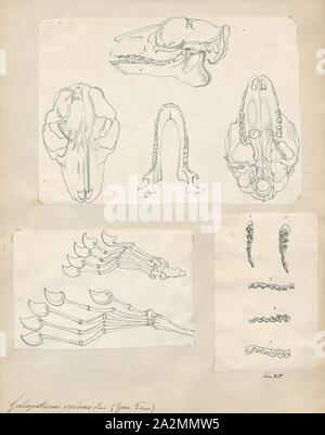 Galeopithecus volans, Print, Colugo, Colugos are arboreal gliding ...
