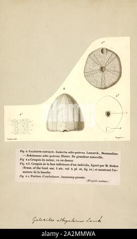 Galerites albogalerus, Print Stock Photo - Alamy