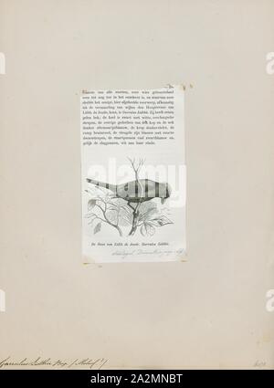 Lidth's jay (Garrulus lidthi) in Amami Island, Japan Stock Photo - Alamy