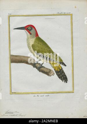 Gecinus viridis, Print, Picus (genus), Picus is a genus of birds in the ...