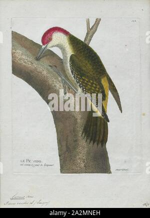 Gecinus viridis, Print, Picus (genus), Picus is a genus of birds in the ...