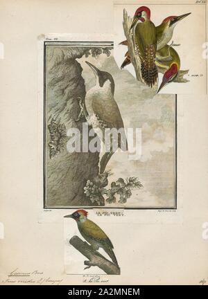 Gecinus viridis, Print, Picus (genus), Picus is a genus of birds in the ...