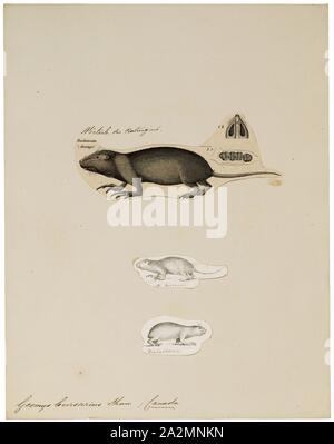 Plains Pocket Gopher, Geomys bursarius, recetnly plugged burrow Stock ...
