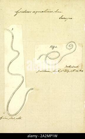 Gordius aquaticus, Print, Hairworm Stock Photo - Alamy