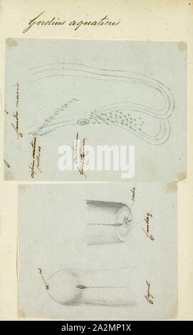 Gordius aquaticus, Print, Hairworm Stock Photo - Alamy