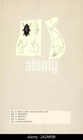 Whirligig Beetles, Family Gyrinidae Stock Photo - Alamy