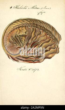 Abalone or Perlemoen, haliotis midae, South Africa Stock Photo - Alamy