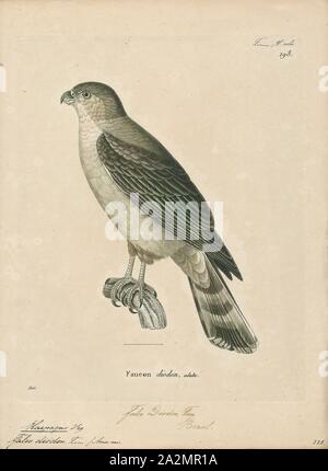 Rufous-thighed kite (Harpagus diodon) - Bird of Prey Stock Photo - Alamy