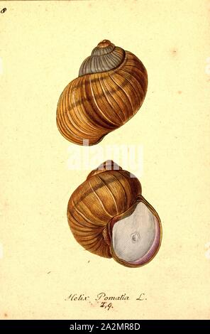 Helix pomatia, also called Burgundy snail, Roman snail, edible snail ...