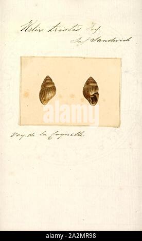 Helix Snails (Helicidae Stock Photo - Alamy