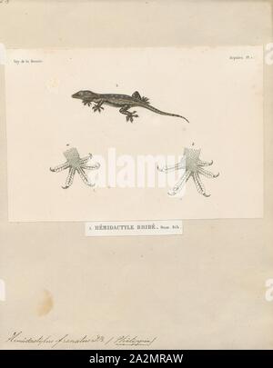 Asian House lizard (hemidactylus) or common gecko isolated on black ...