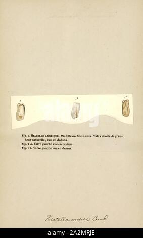 Wrinkled Rock Borer - Hiatella arctica Stock Photo - Alamy