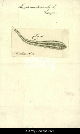 Hirudo medicinalis, Print, Hirudo medicinalis, the European medicinal ...