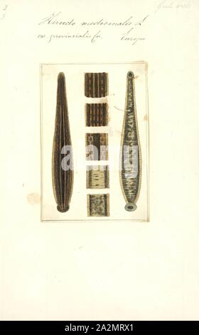 Hirudo medicinalis, Print, Hirudo medicinalis, the European medicinal ...