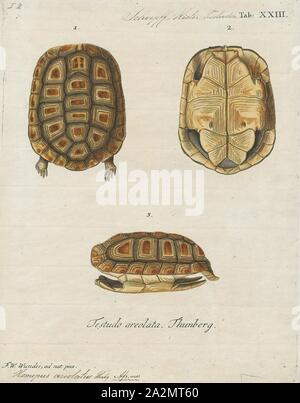 Parrot-beaked tortoise (Homopus areolatus Stock Photo - Alamy