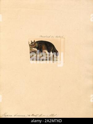 Brown hyena (Hyaena brunnea), also called Strandwolf. The rarest ...