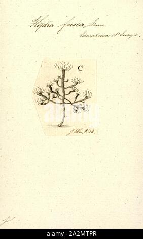 Hydra fusca, Print Stock Photo - Alamy