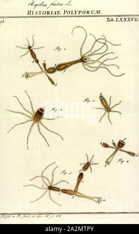 Hydra fusca, Print Stock Photo - Alamy