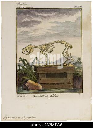 Capybara Skeleton, Hydrochoerus hydrochaeris Stock Photo - Alamy