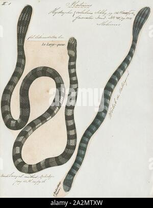 Hydrophis colubrina, Print, Hydrophis is a genus of sea snakes. They ...