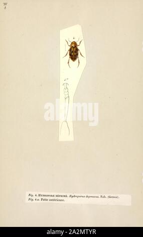 Hydroporus, Print, Hydroporus is a genus of water beetles native to the ...