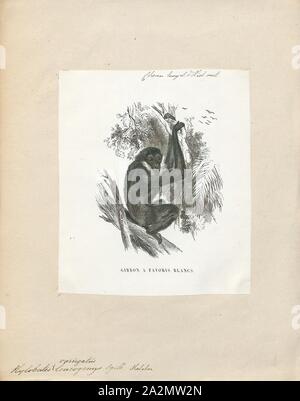 Hylobates variegatus, Print, The genus Hylobates is one of the four ...