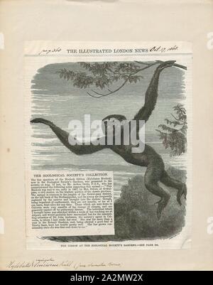 Hylobates variegatus, Print, The genus Hylobates is one of the four ...