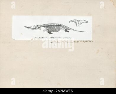 Ichthyosaurus communis, Print, Ichthyosaurus (derived from Greek ιχθυς ...