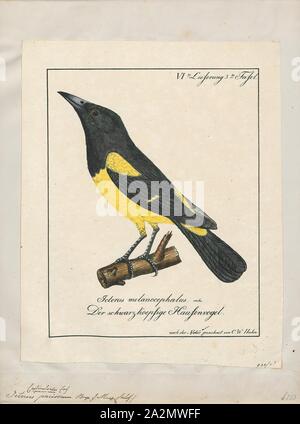 New World Orioles (Icterus Stock Photo - Alamy