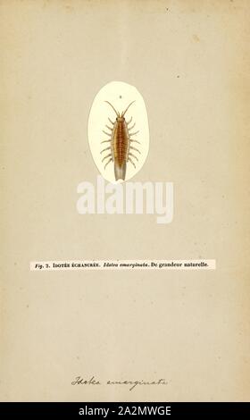 Idotea emarginata, Print, Idotea is a genus of isopod crustaceans ...
