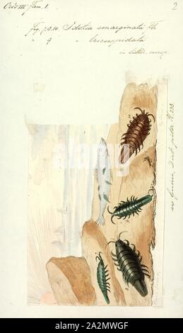 Idotea emarginata, Print, Idotea is a genus of isopod crustaceans ...