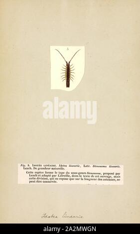 Idotea linearis, Print, Idotea linearis is a species of elongated ...