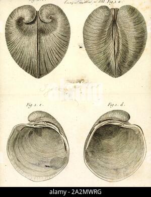 Isocardia cor, Print, Glossus (bivalve), Glossus is a genus of mostly ...