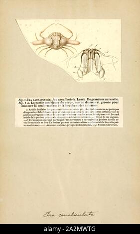 Ixa canaliculata, Print, Ixa is a genus of Indo-Pacific pebble crabs ...